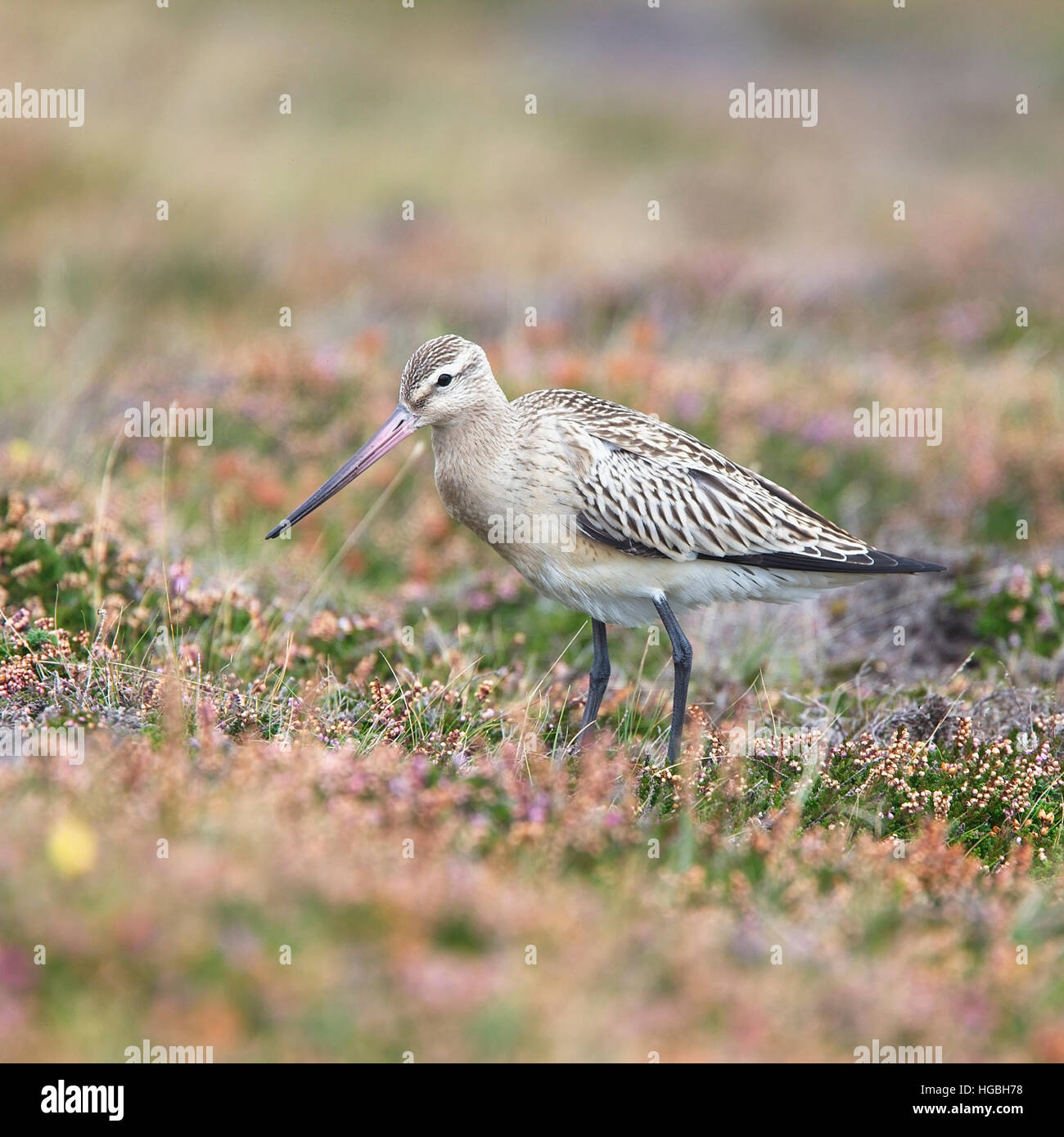 Juvenile Bar-tailed Godwit (Limosa lapponica) on the moors at Gwennap ...
