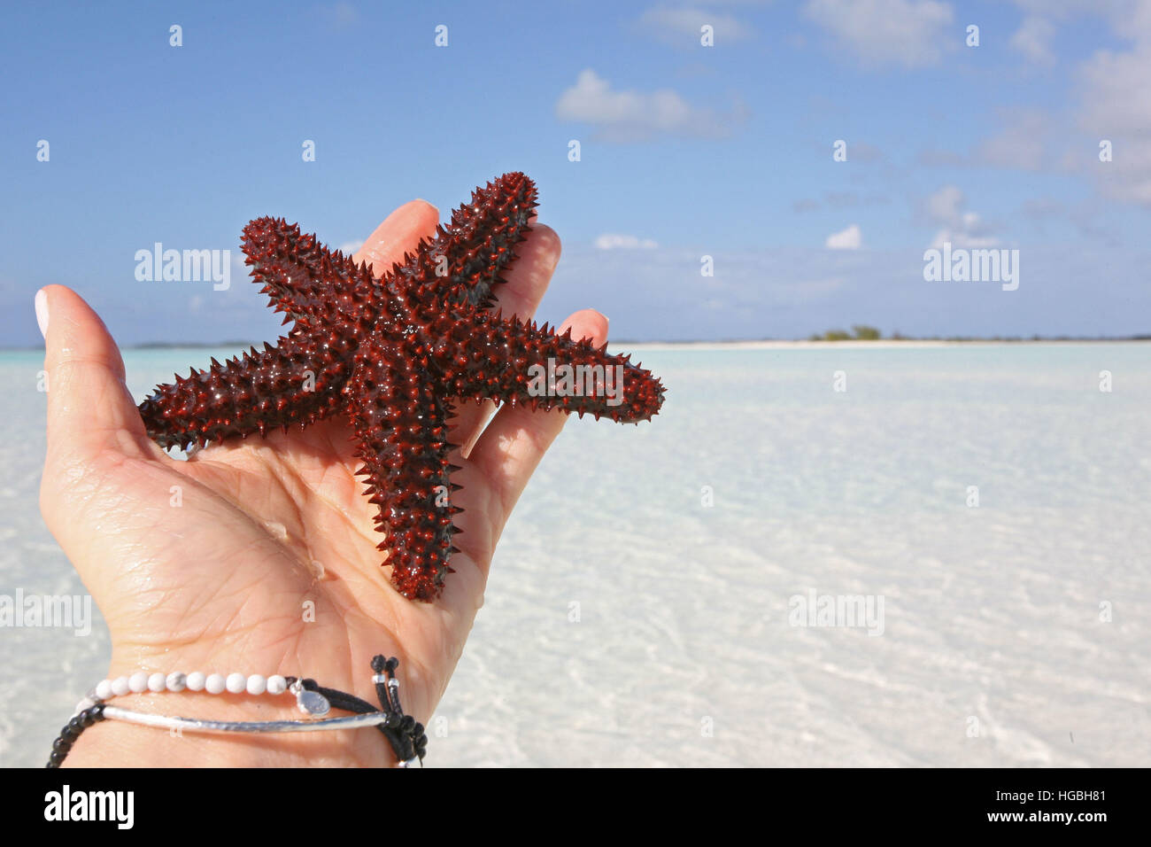 Starfish from the ocean in the caribbean Stock Photo - Alamy