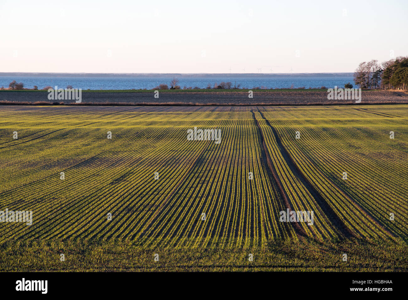 Corn Field Rows