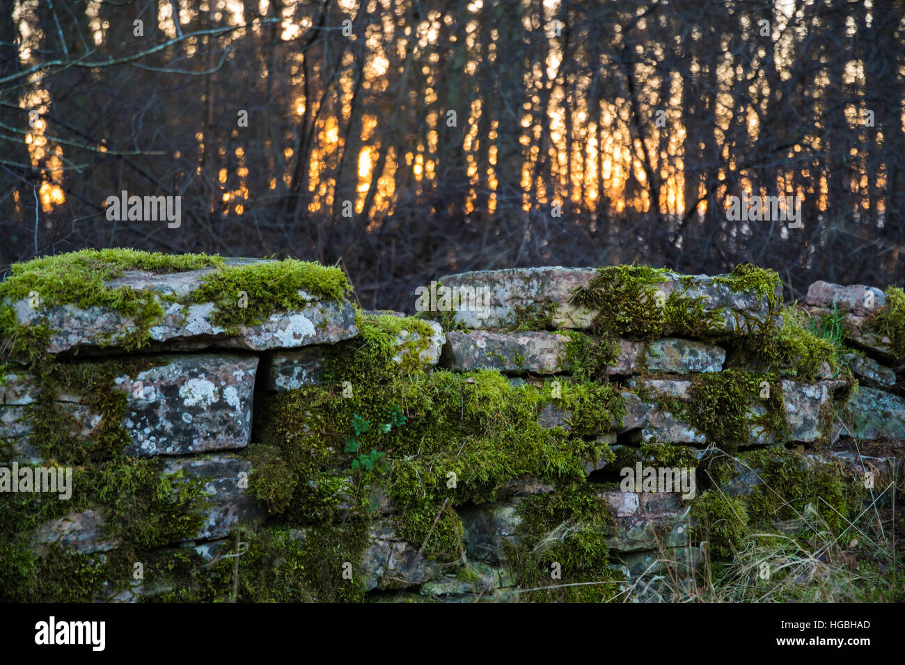 Beautiful old stone moss in hi-res stock photography and images - Alamy