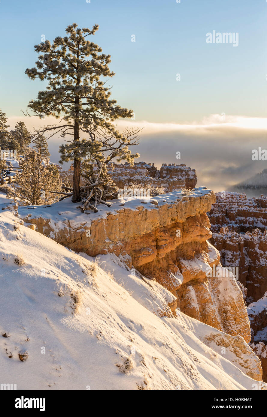 A lone pine tree on the snowy rim of Bryce Canyon National Park, Utah ...