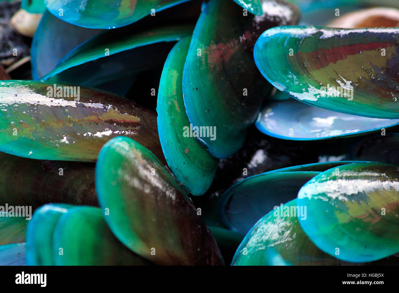 Kerala sea shells hi-res stock photography and images - Alamy