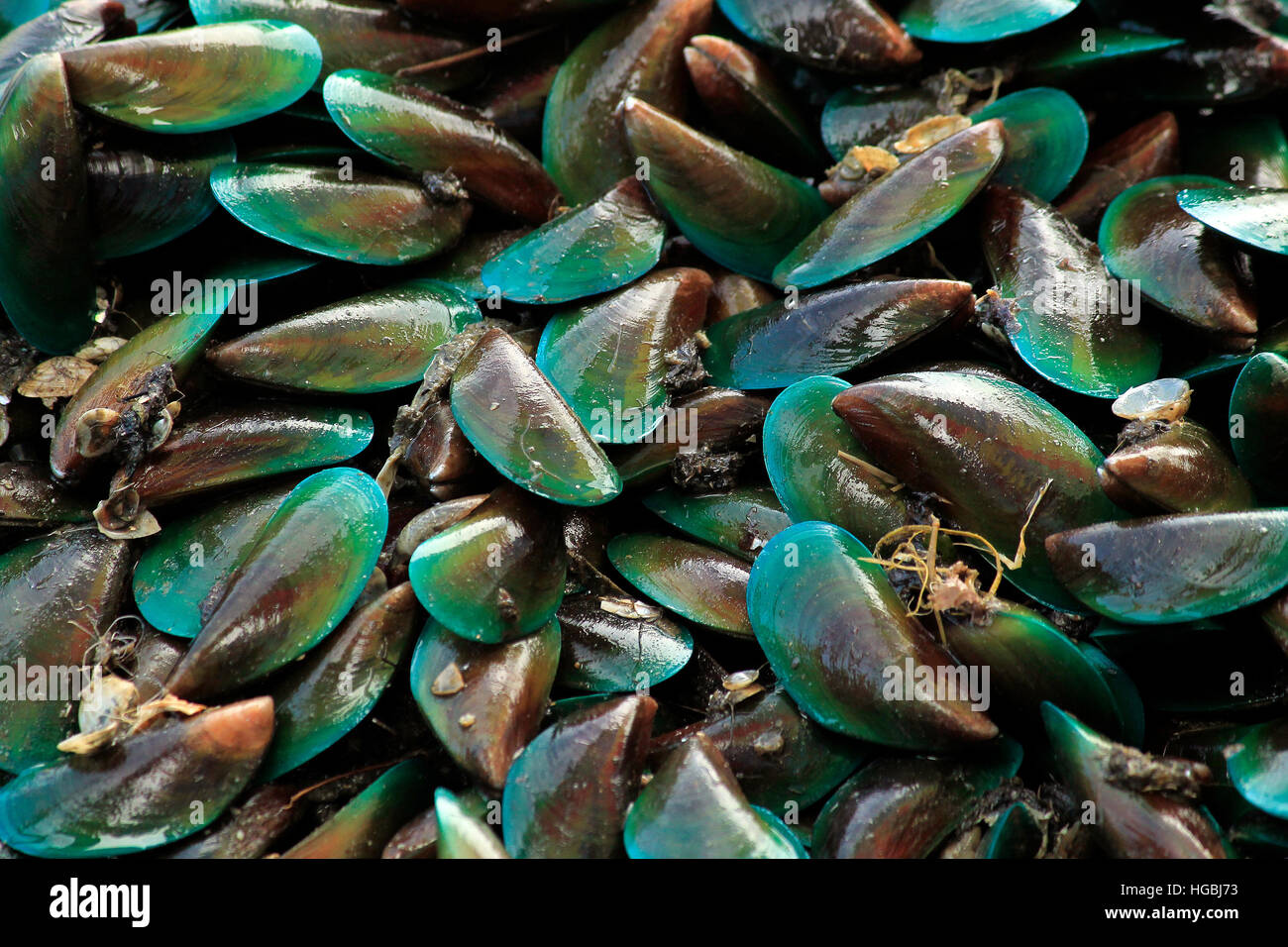 Kerala sea shells hi-res stock photography and images - Alamy