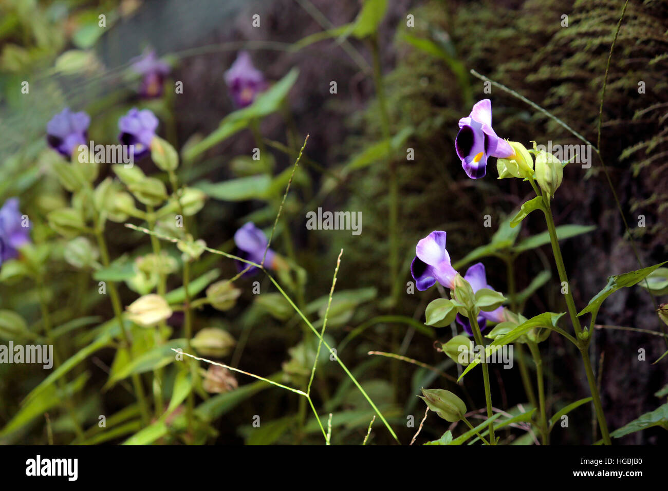 Beauty in sun bath Stock Photo - Alamy