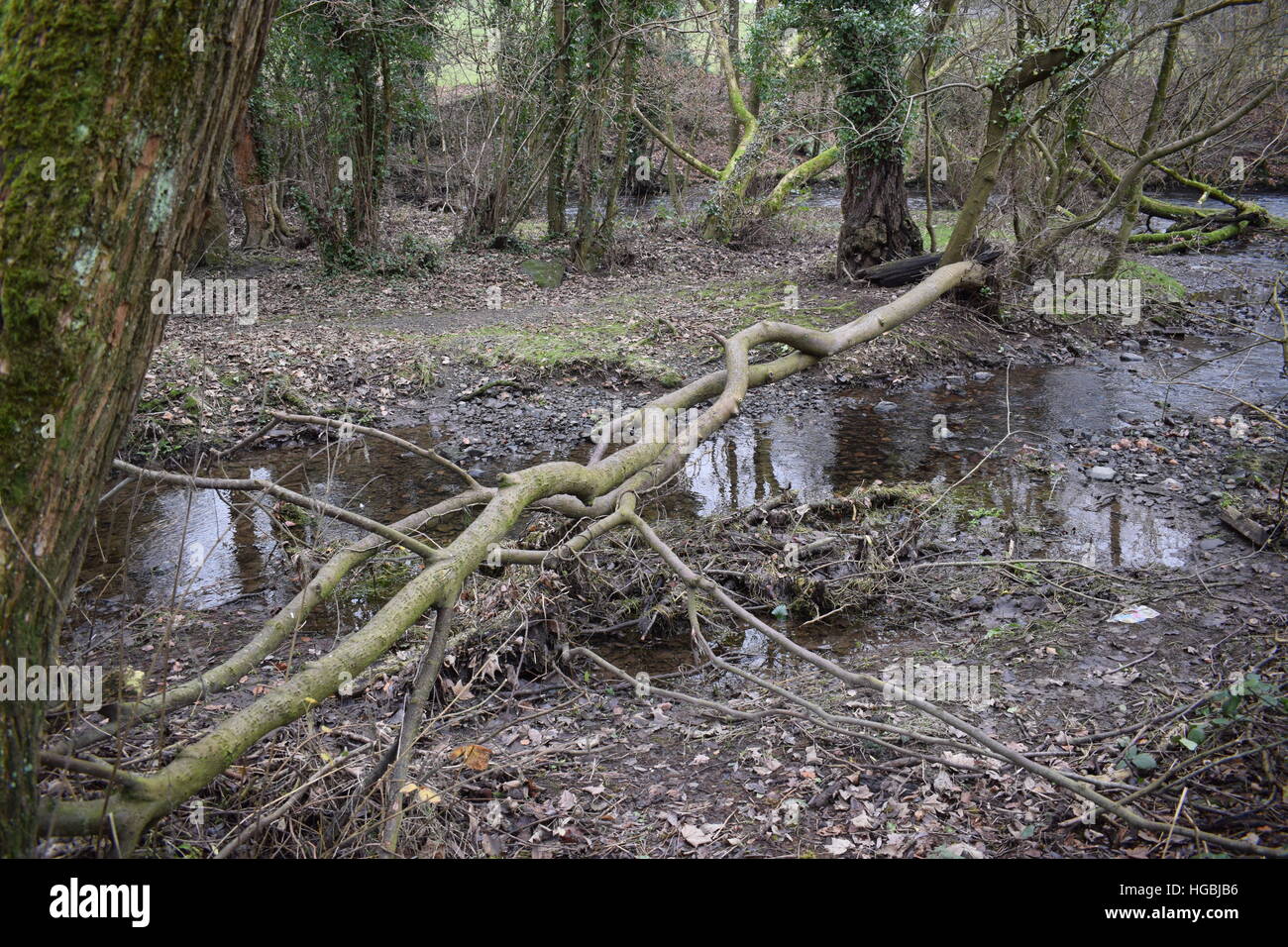 Fallen tree across a river Stock Photo - Alamy