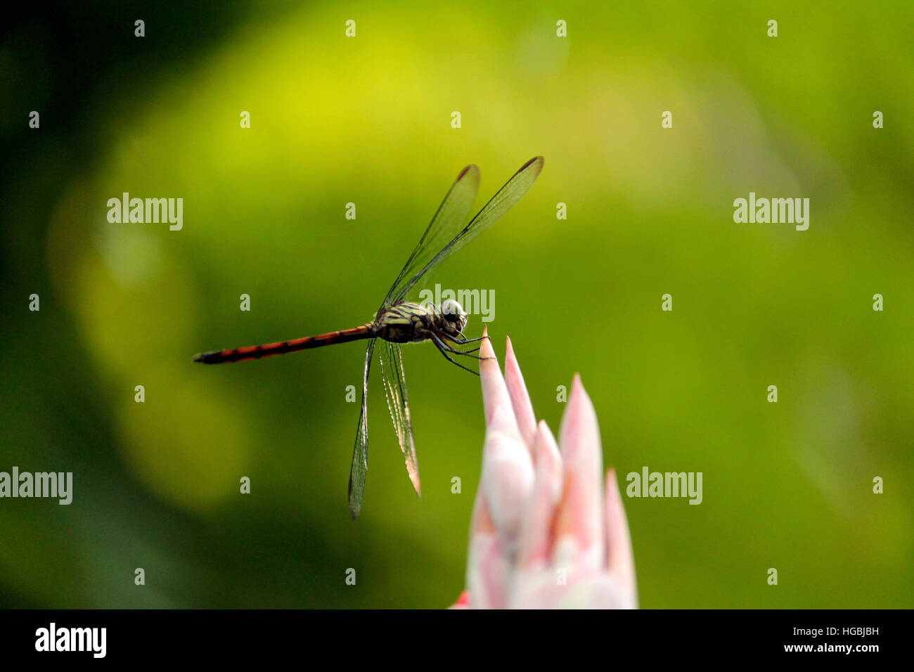 Fat fly hi-res stock photography and images - Alamy