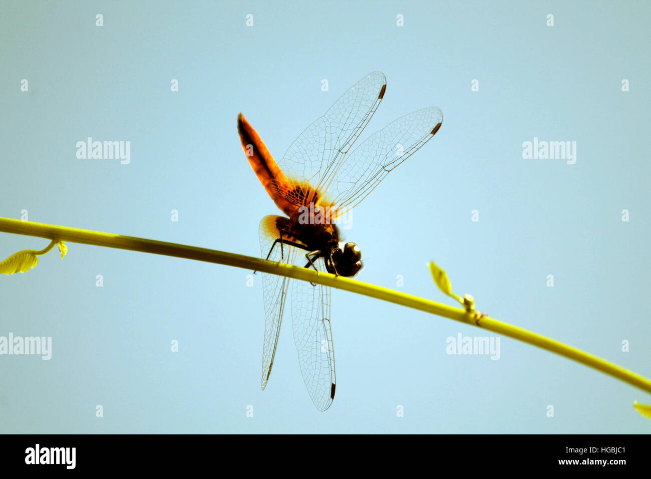 Fat fly hi-res stock photography and images - Alamy