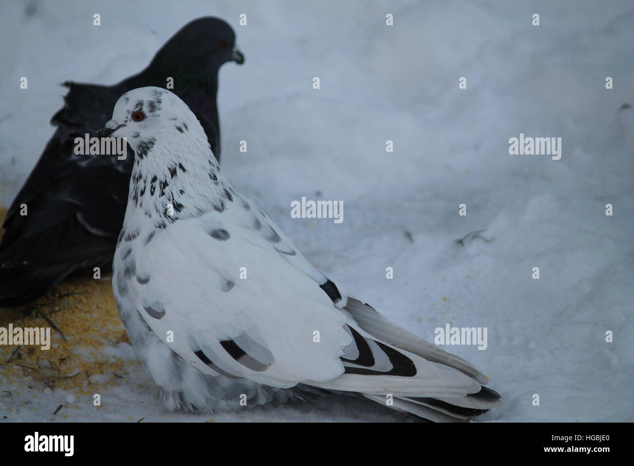 beautiful pure white dove with her partner feeding in snowy winter day ...