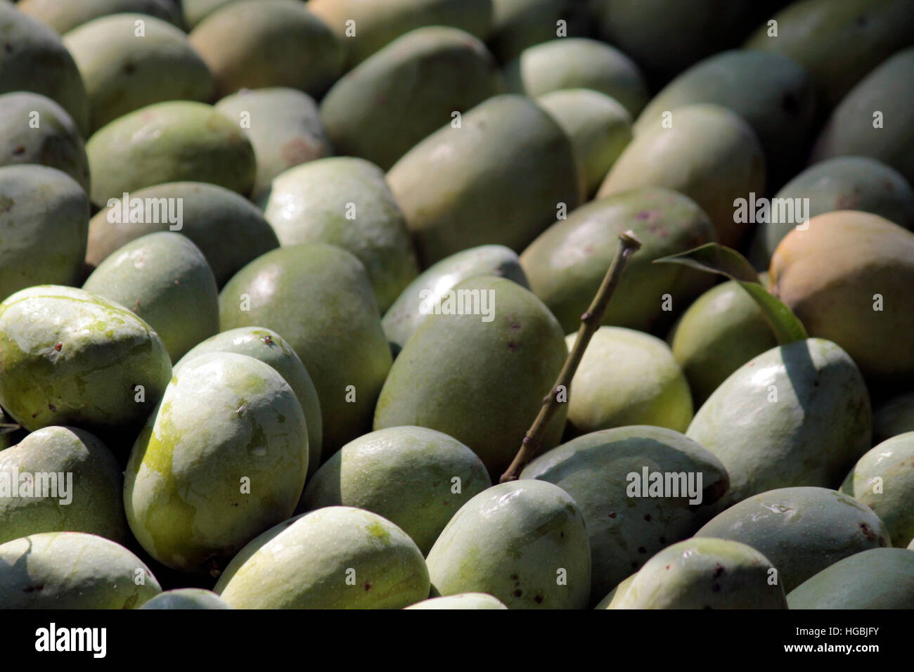 Basket of mangoes hi-res stock photography and images - Alamy