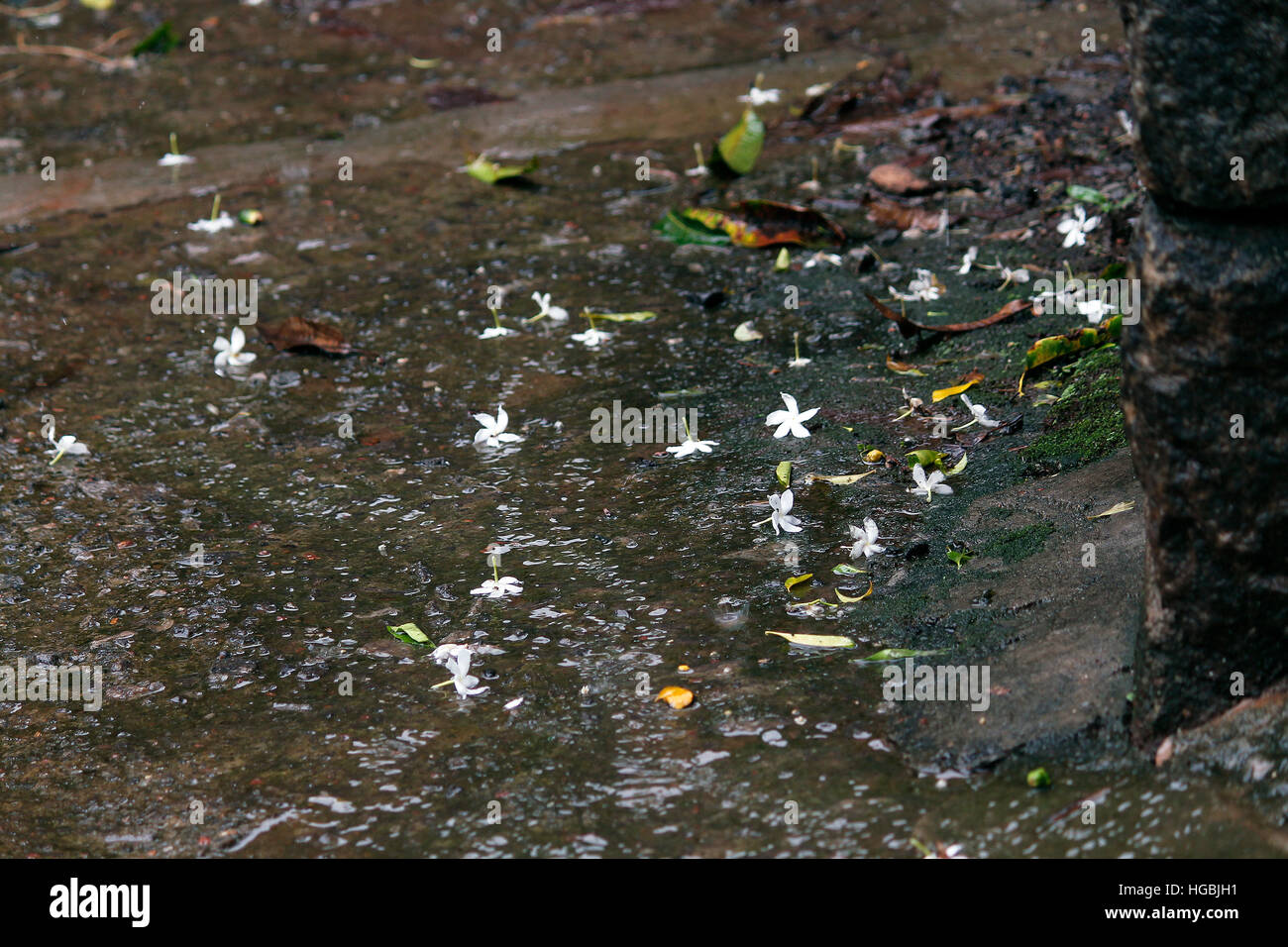The fallen flowers Stock Photo - Alamy