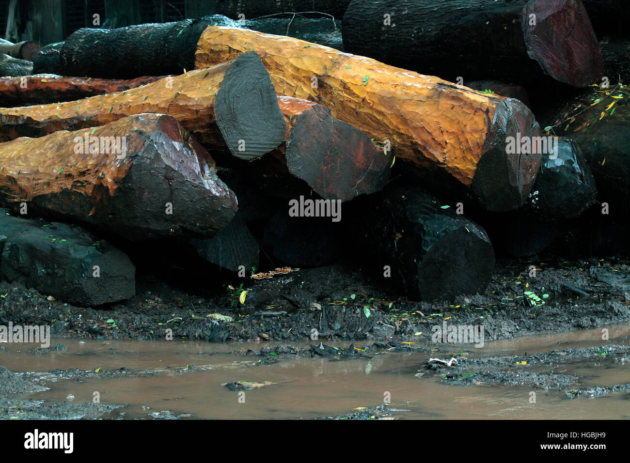 Indian deforestation hi-res stock photography and images - Alamy