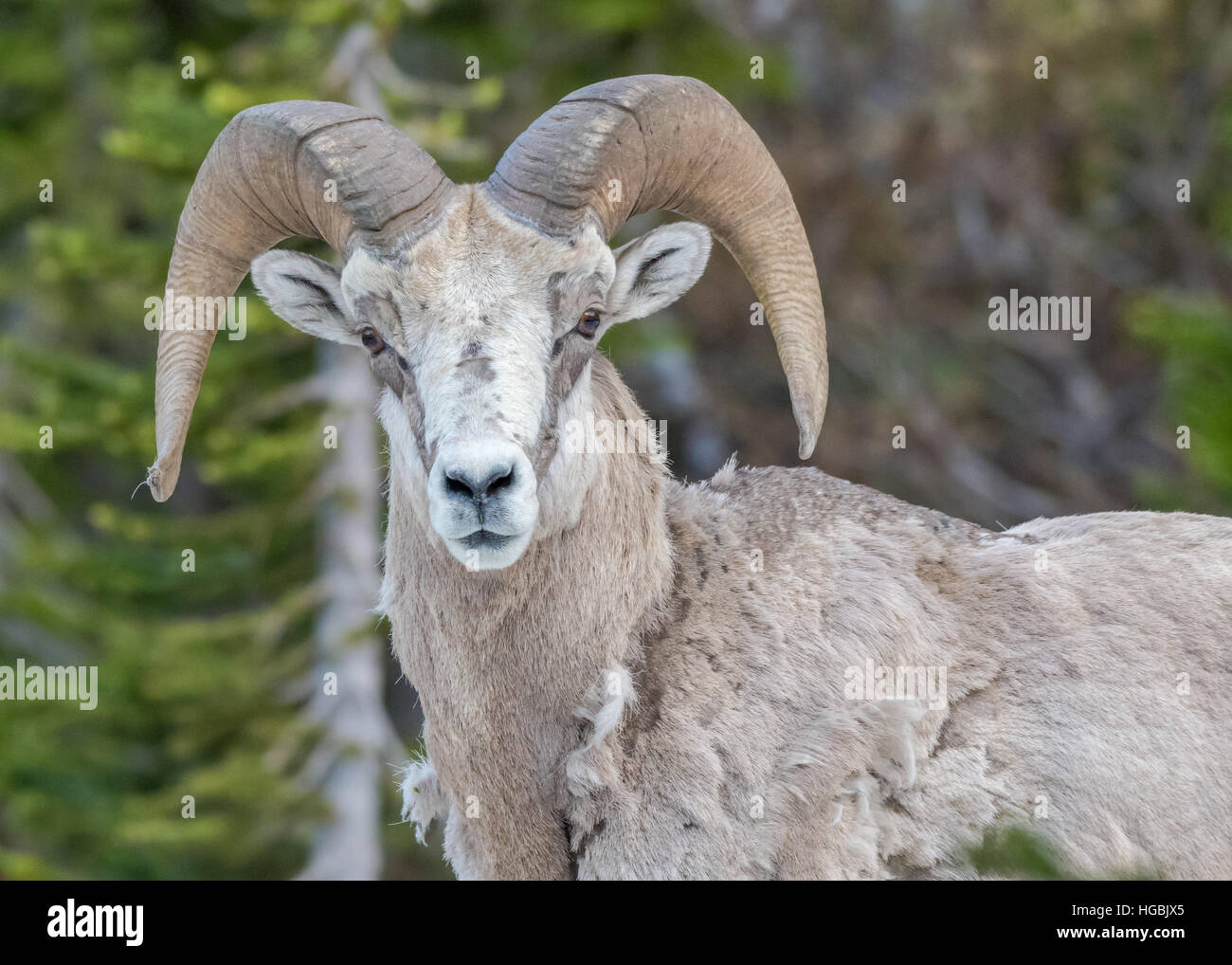 Bighorn sheep horn detail hi-res stock photography and images - Alamy