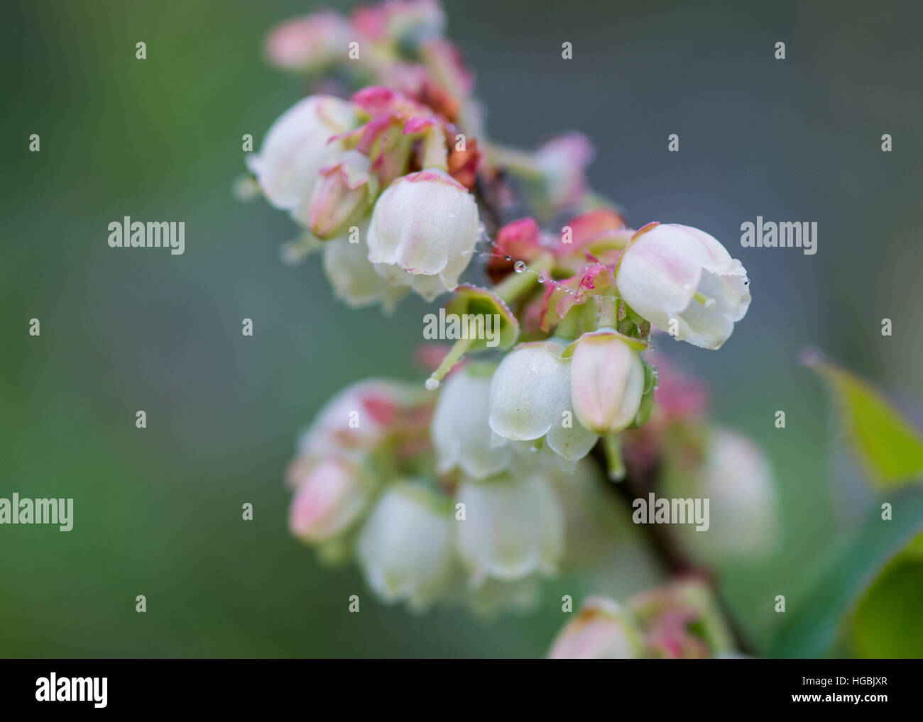 Blueberry Flowers and Dewy Spider Web in early summer Stock Photo - Alamy