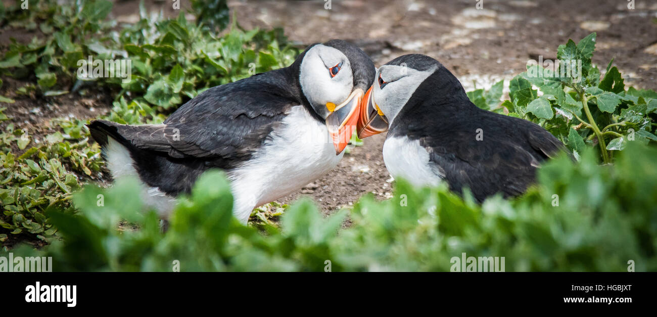 English puffins hi-res stock photography and images - Alamy