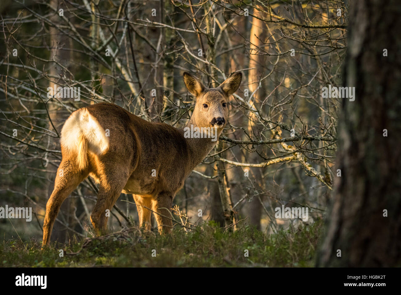 Wild living roe deer in forest at Furulunden, Mandal, Norway. Trees in ...