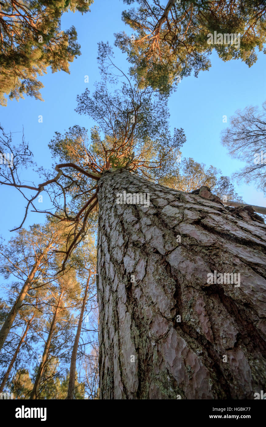 Vertical version of Pine wood trees, stem, branches and blue sky at ...
