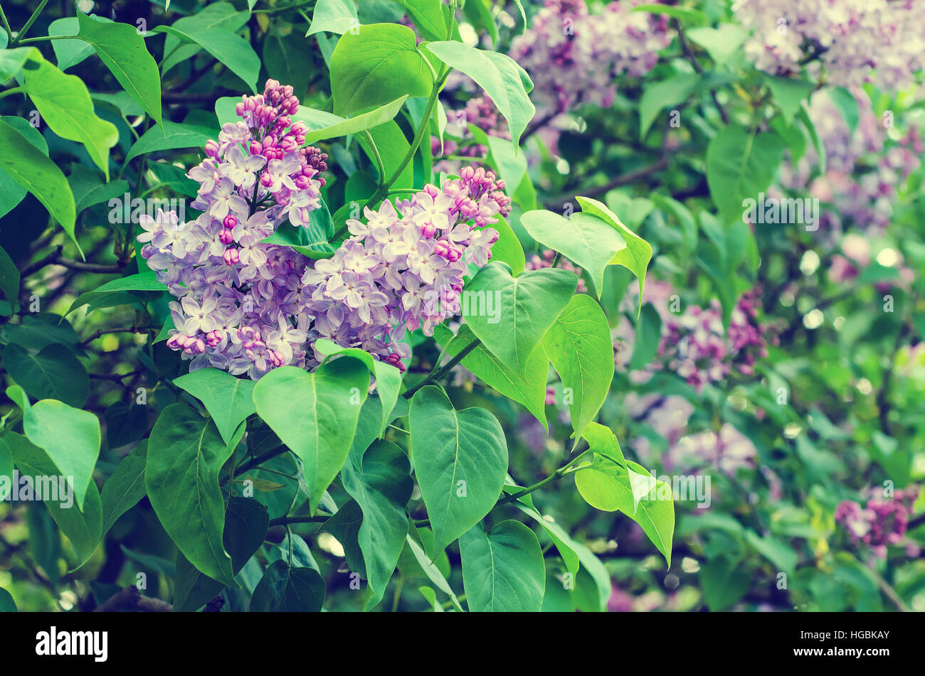 Spring lilac flowers Stock Photo - Alamy