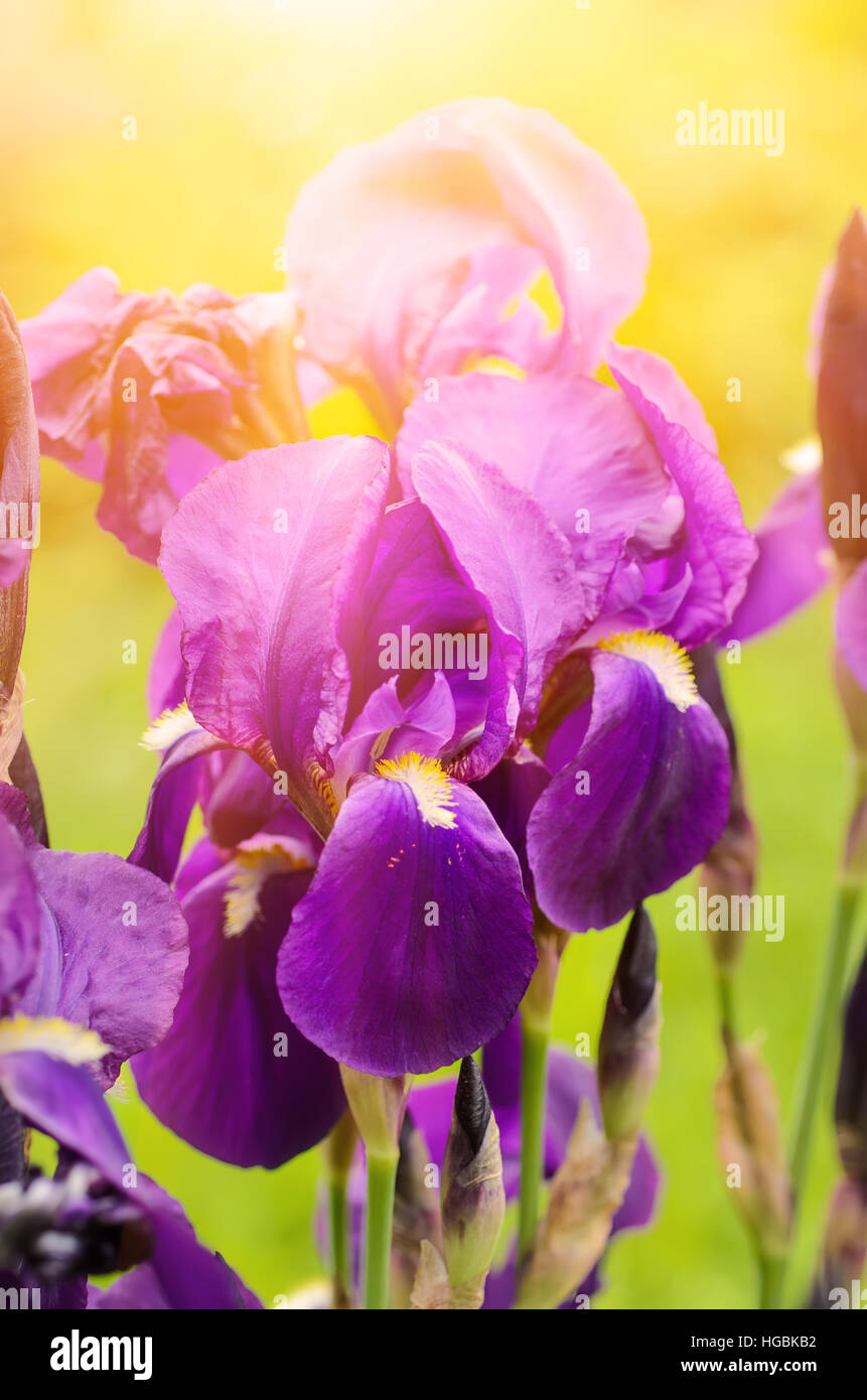 Iris flower in nature Stock Photo - Alamy