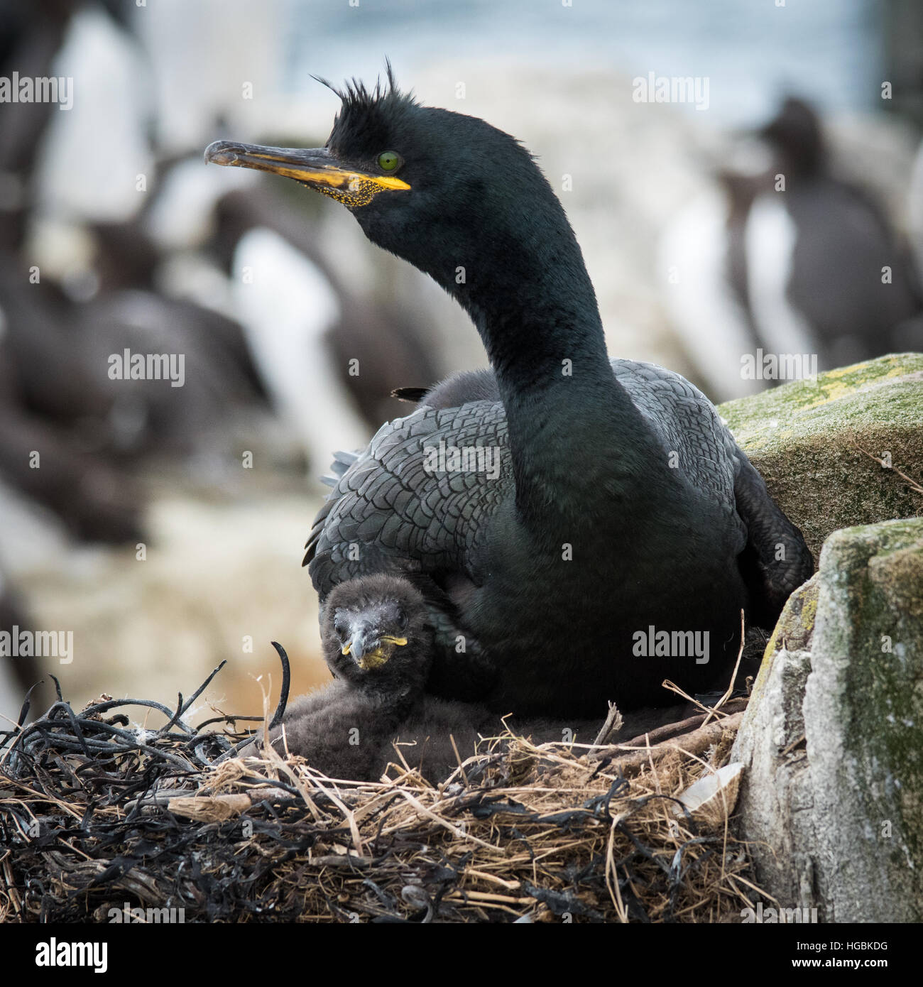 Young shag hi-res stock photography and images - Alamy