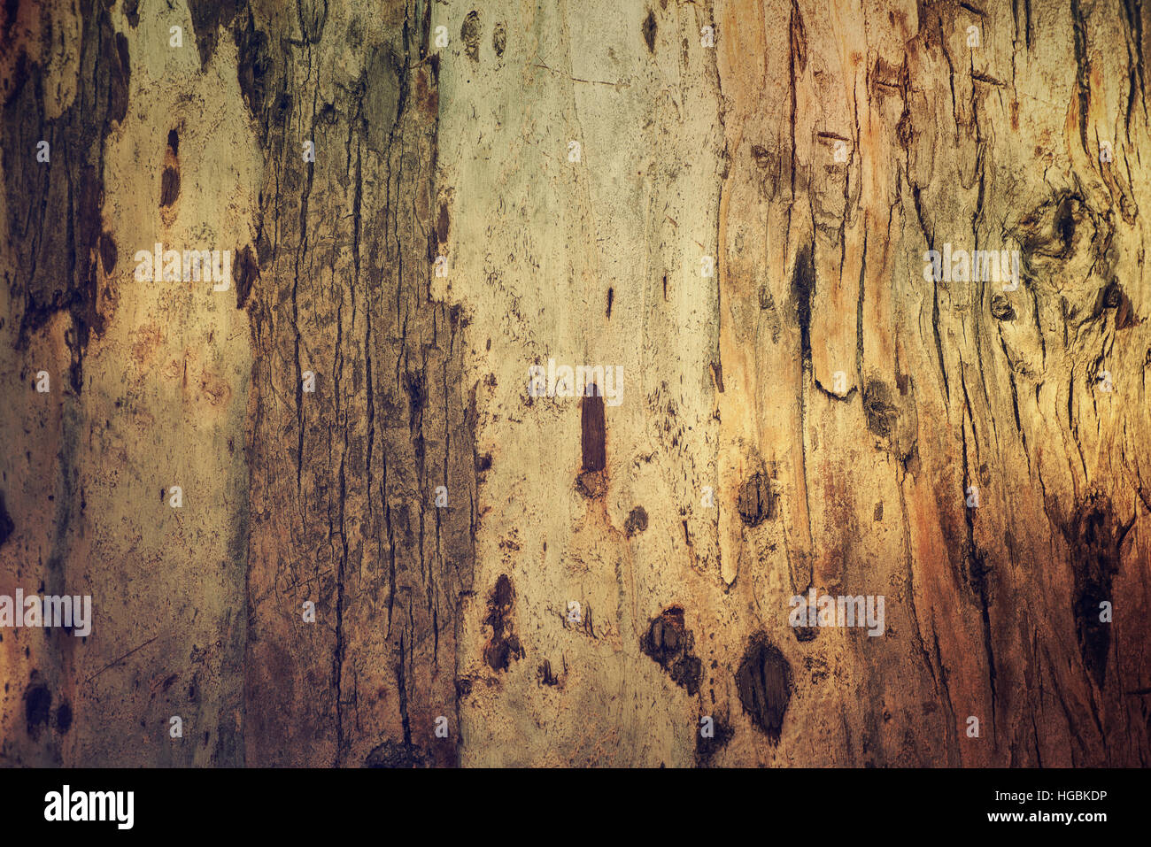 Eucalyptus bark texture Stock Photo - Alamy