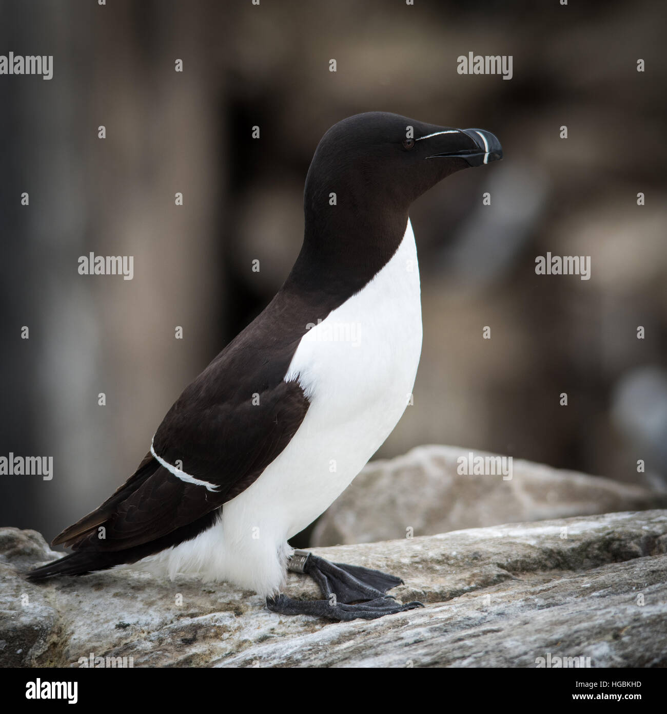 Razorbill (Alca torda), Farne Islands, Northumberland Stock Photo - Alamy