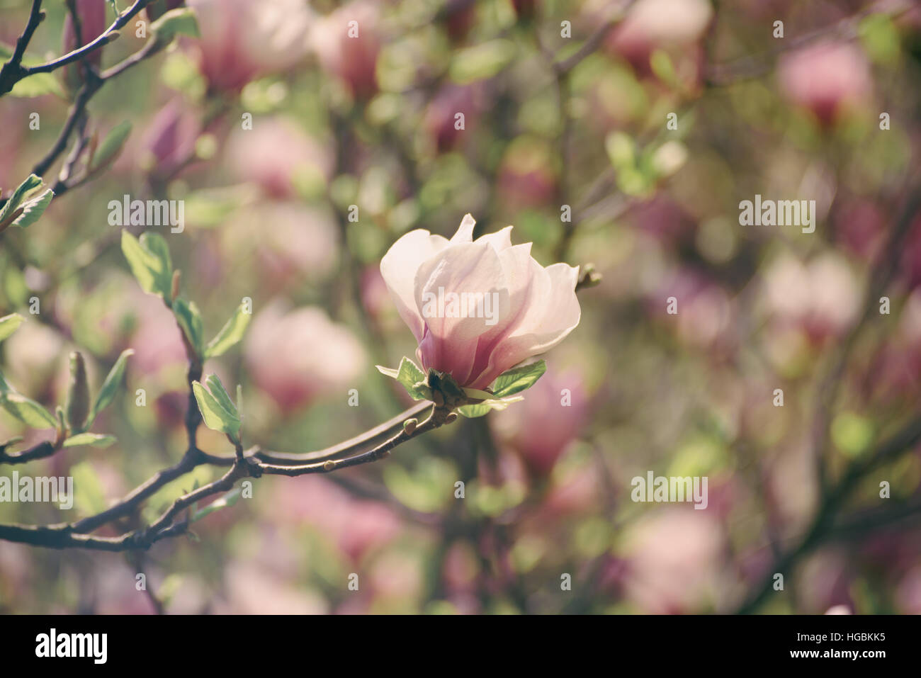 Magnolia spring flowers Stock Photo - Alamy