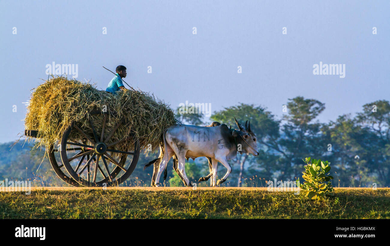 Sri lankan man riding traditional ox cart in Arugam bay lagoon, Sri ...