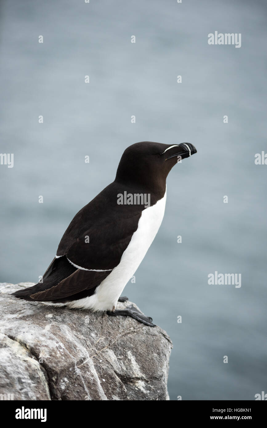 Razorbill (Alca torda), Farne Islands, Northumberland Stock Photo - Alamy