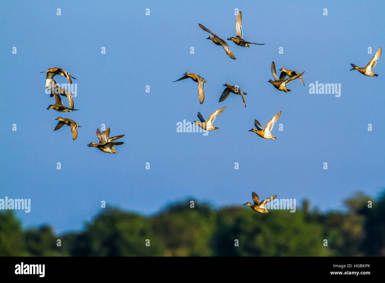Garganay in Arugam bay lagoon, Sri Lanka ; specie Spatula querquedula ...