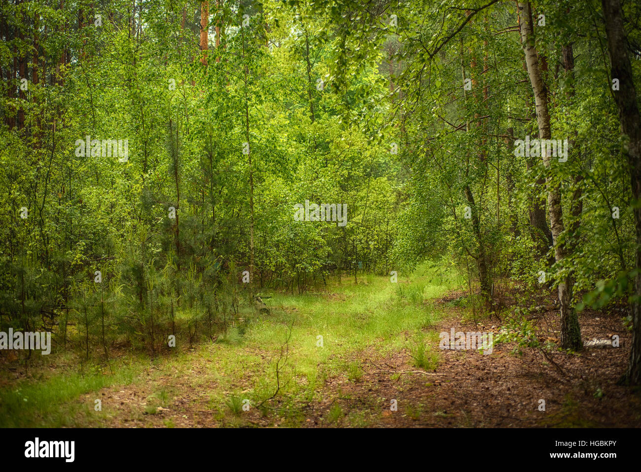 Summer green forest Stock Photo - Alamy