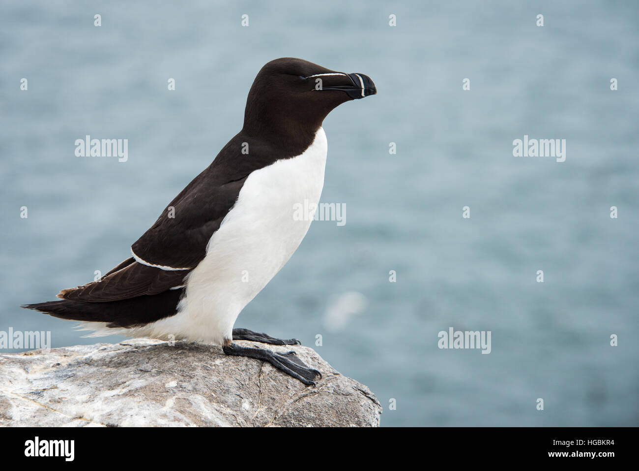 Razorbill (Alca torda), Farne Islands, Northumberland Stock Photo - Alamy