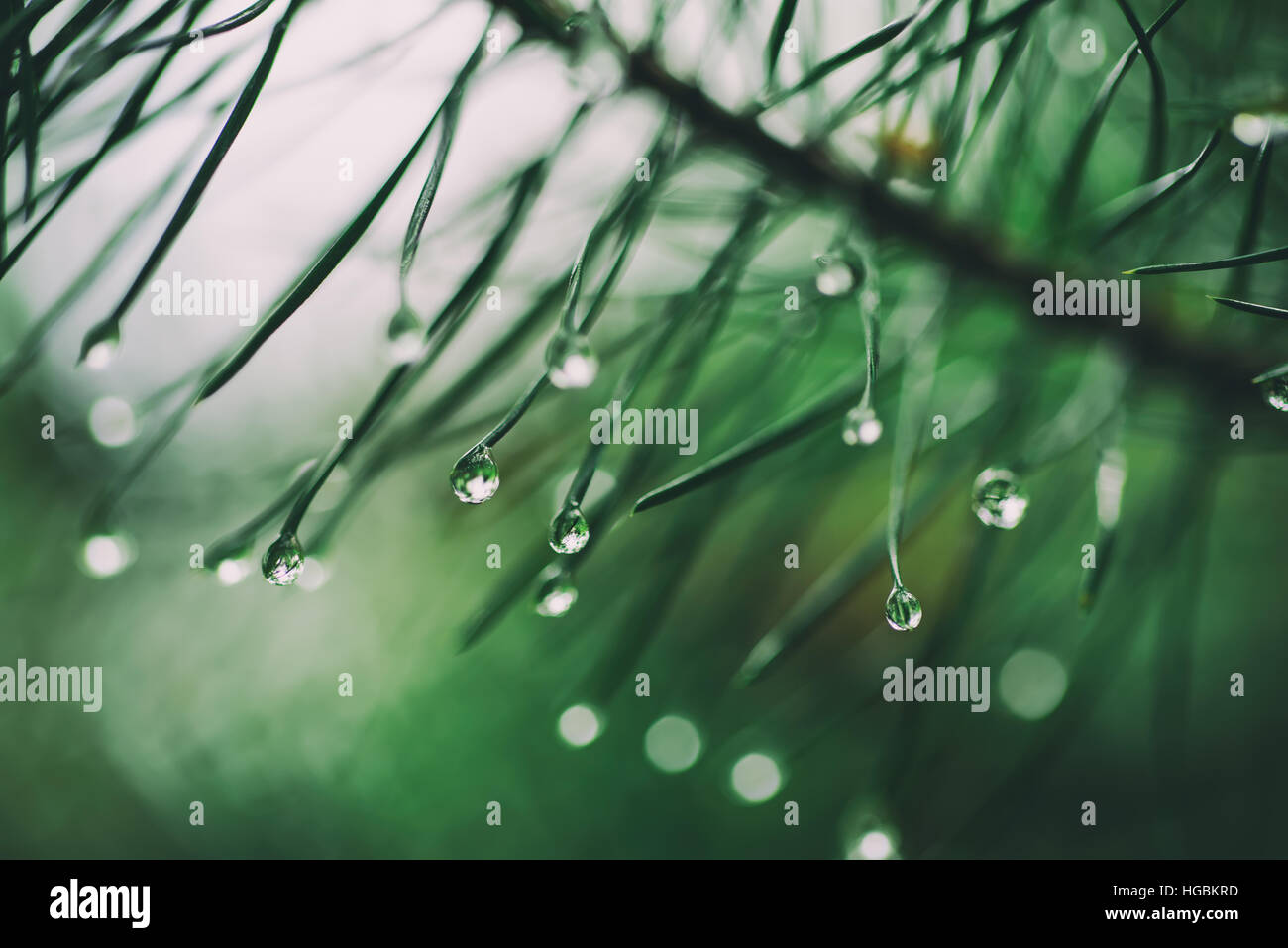 Wet pine tree Stock Photo - Alamy
