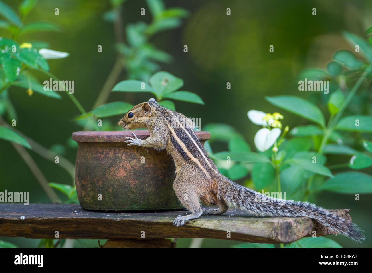 Indian palm squirrel in Mynneriya national park, Sri Lanka ; specie ...