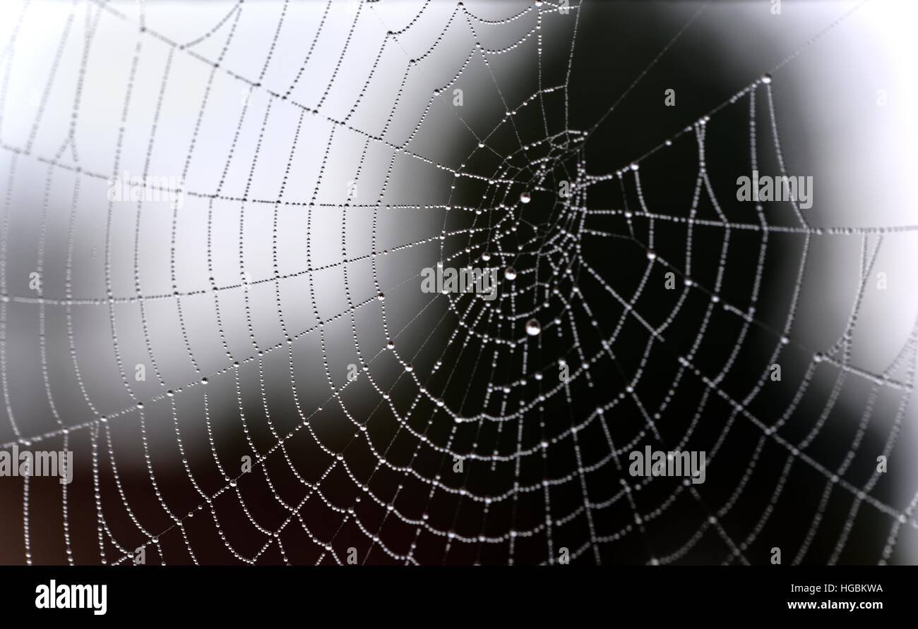 A body shape behind an in focus cobweb with water droplets Stock Photo ...