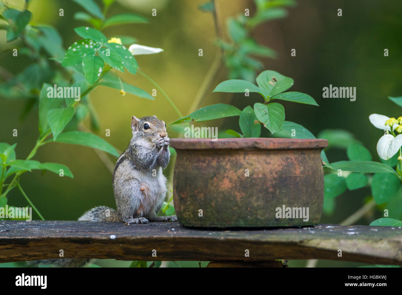 Indian palm squirrel in Mynneriya national park, Sri Lanka ; specie ...