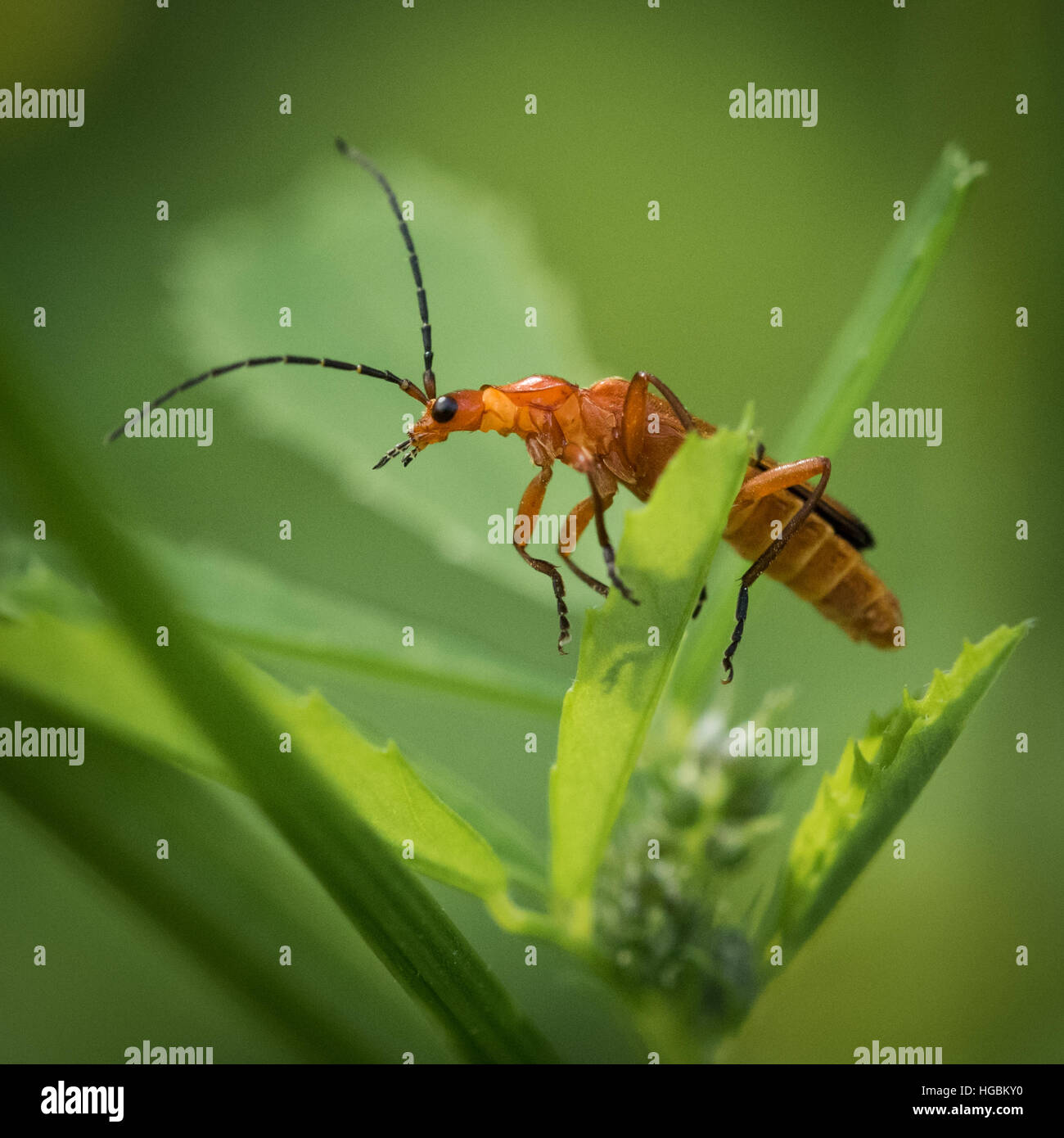 Rhagonycha fulva, Red Soldier Beetle Stock Photo - Alamy
