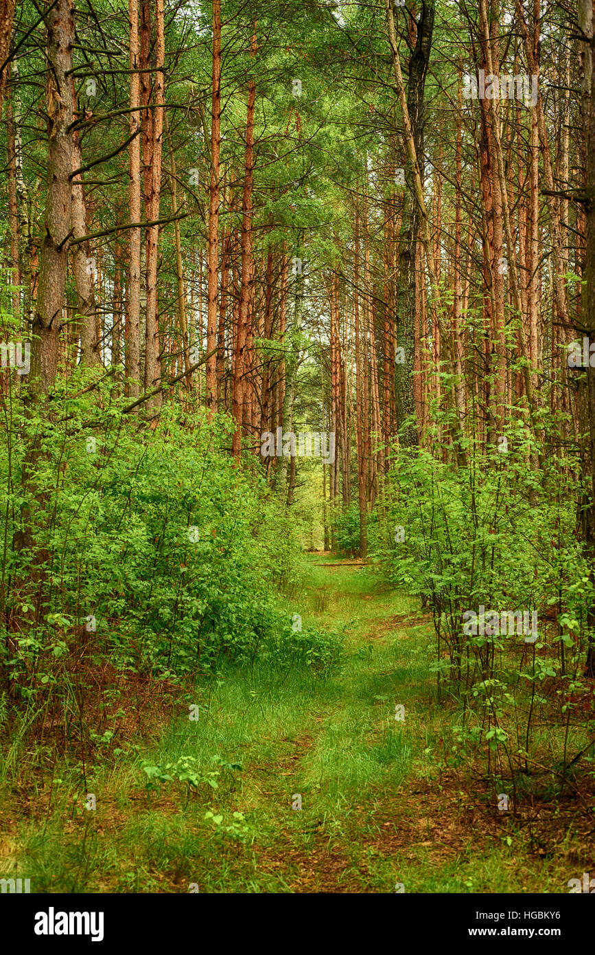 Summer green forest Stock Photo - Alamy