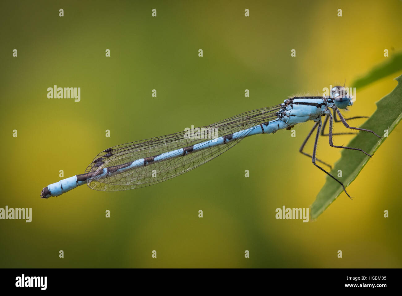 Blue Damsel Fly Stock Photo - Alamy
