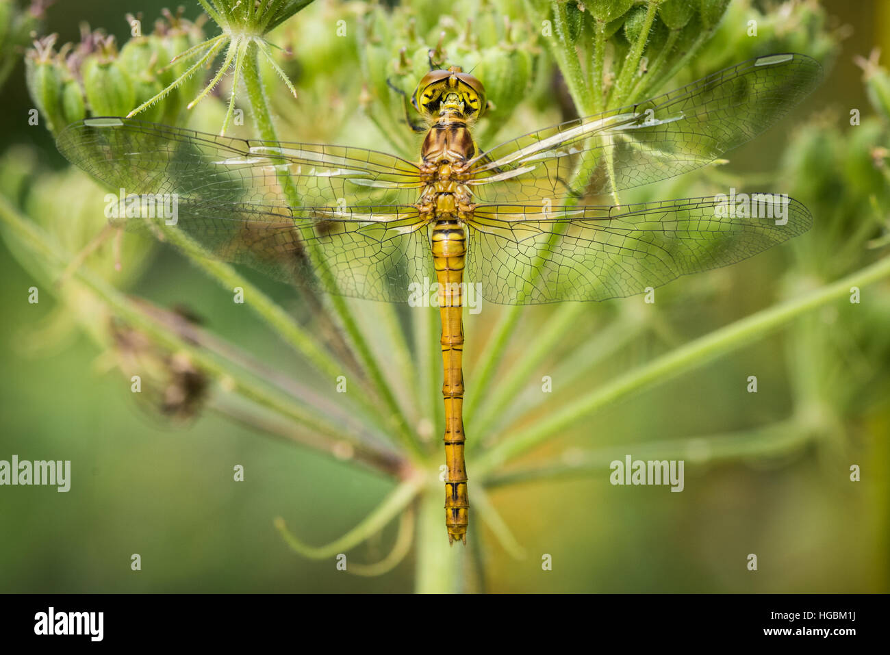 Club Tailed Dragon Fly Stock Photo - Alamy