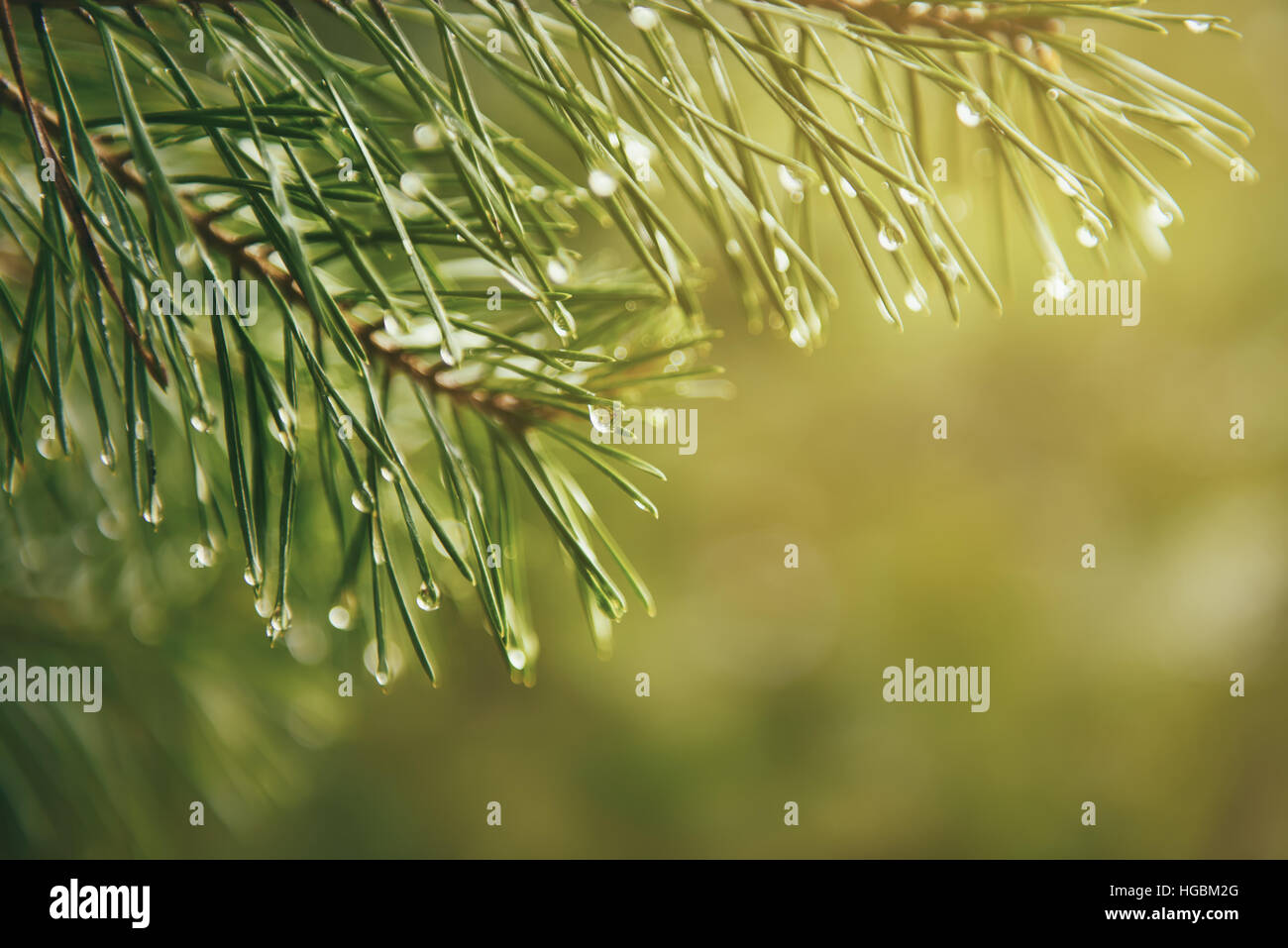 Wet pine tree Stock Photo - Alamy