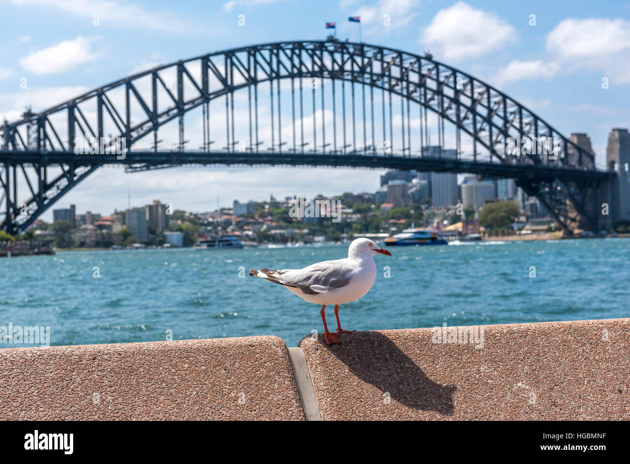 Sydney Harbor bridge and seagull Stock Photo - Alamy