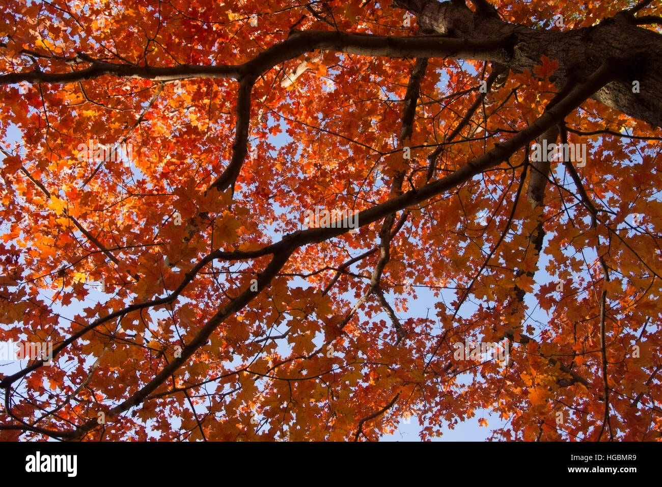 Branches of the maple tree hi-res stock photography and images - Alamy