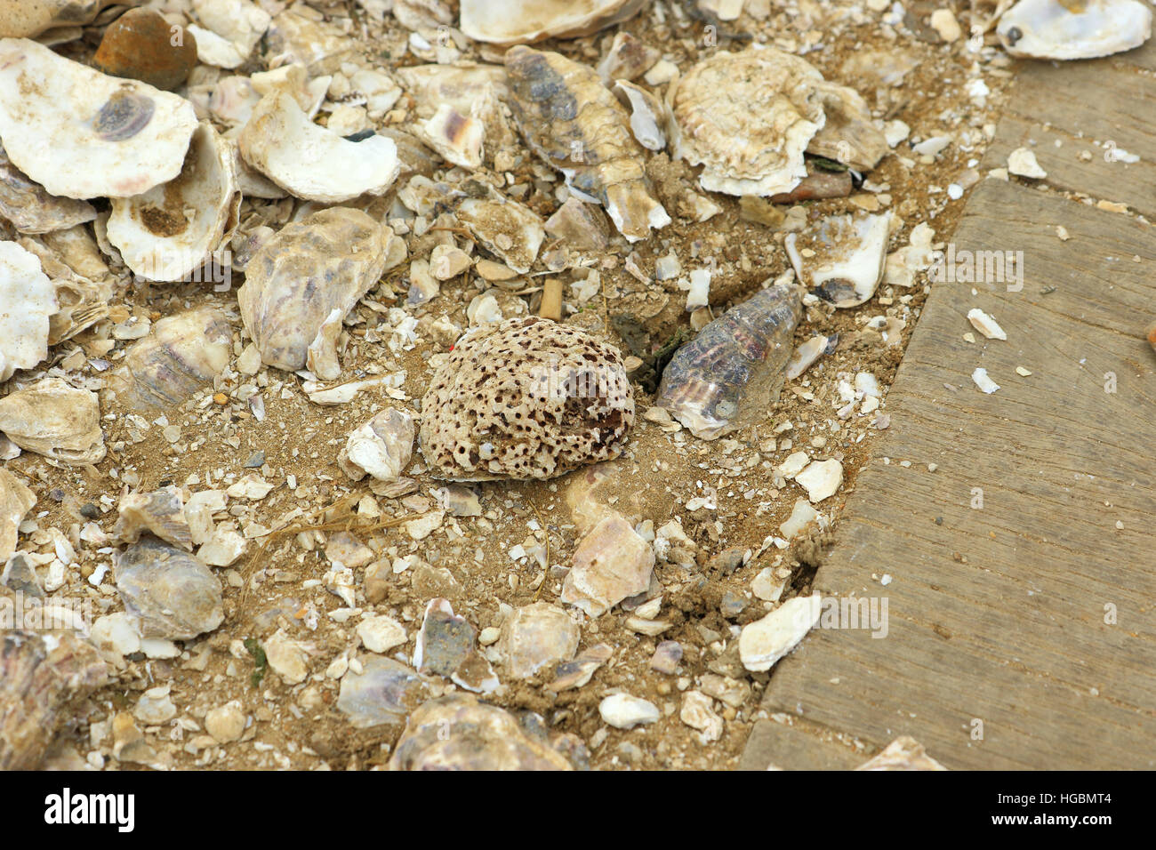 Pebbles and broken shells hi-res stock photography and images - Alamy