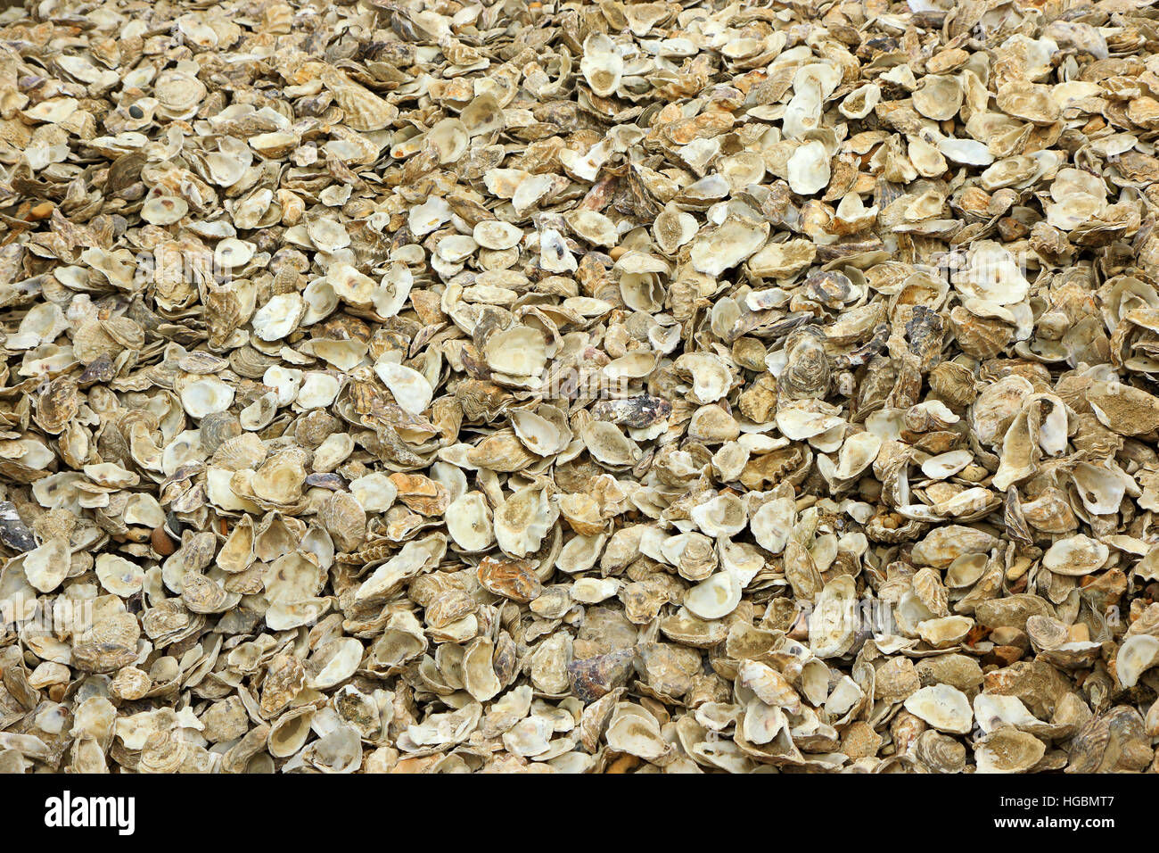 Pile Of Oyster Shells Stock Photos & Pile Of Oyster Shells Stock Images ...