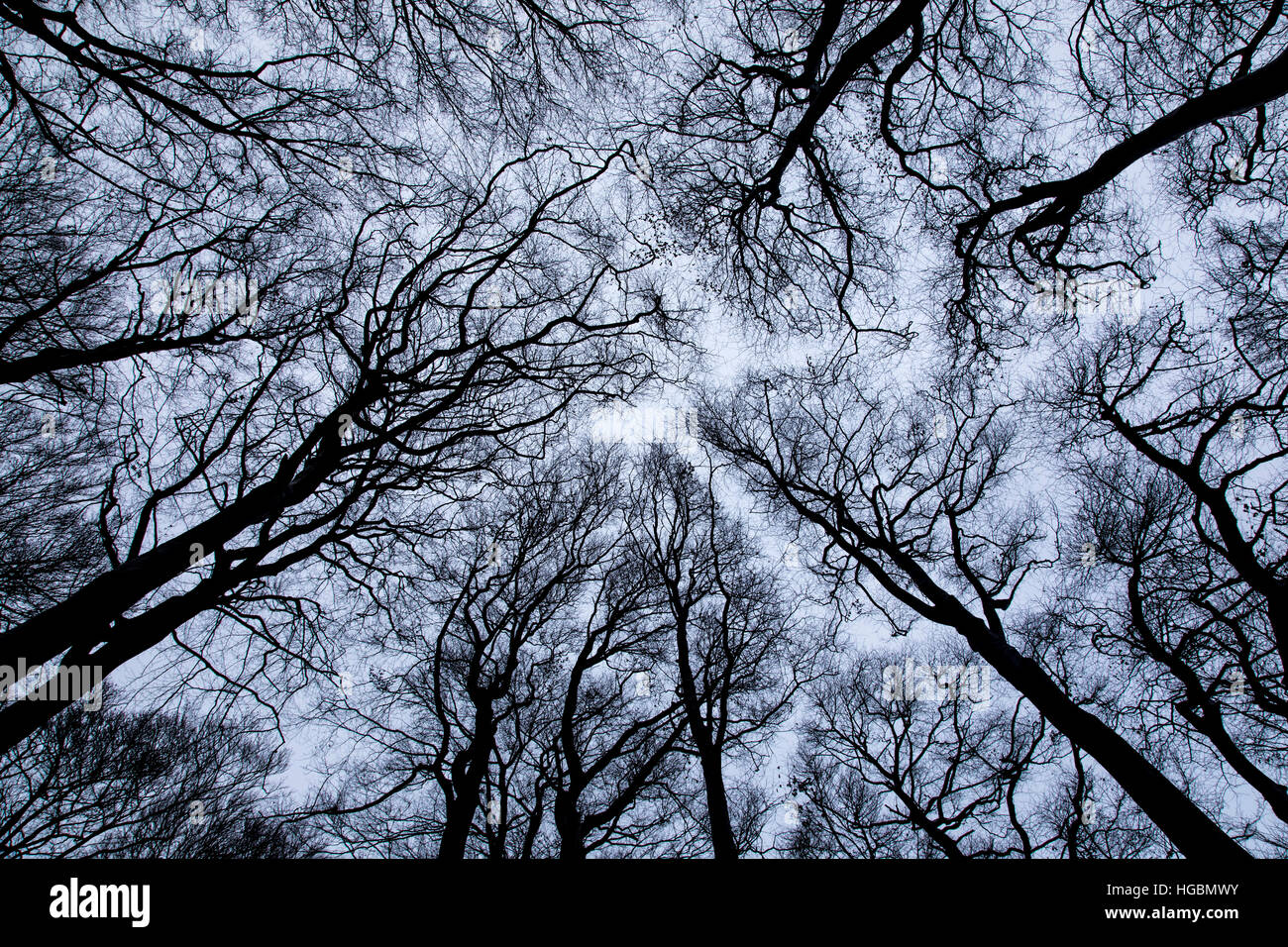 Tree tops, beech forest, without leaves in winter Stock Photo - Alamy
