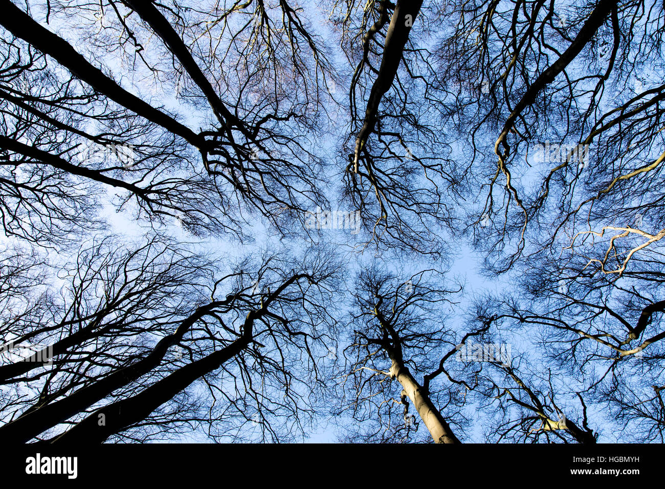 Tree branches without leaves on hi-res stock photography and images - Alamy