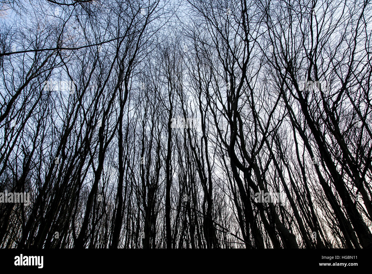 Forest without leaves hi-res stock photography and images - Alamy