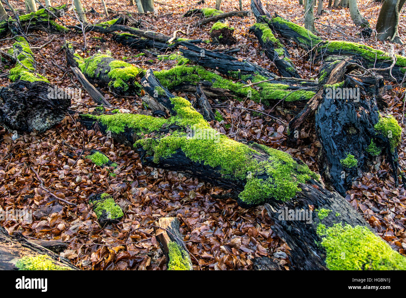 Forest in winter, moss and leaves on dead trees, tree branches, tree ...