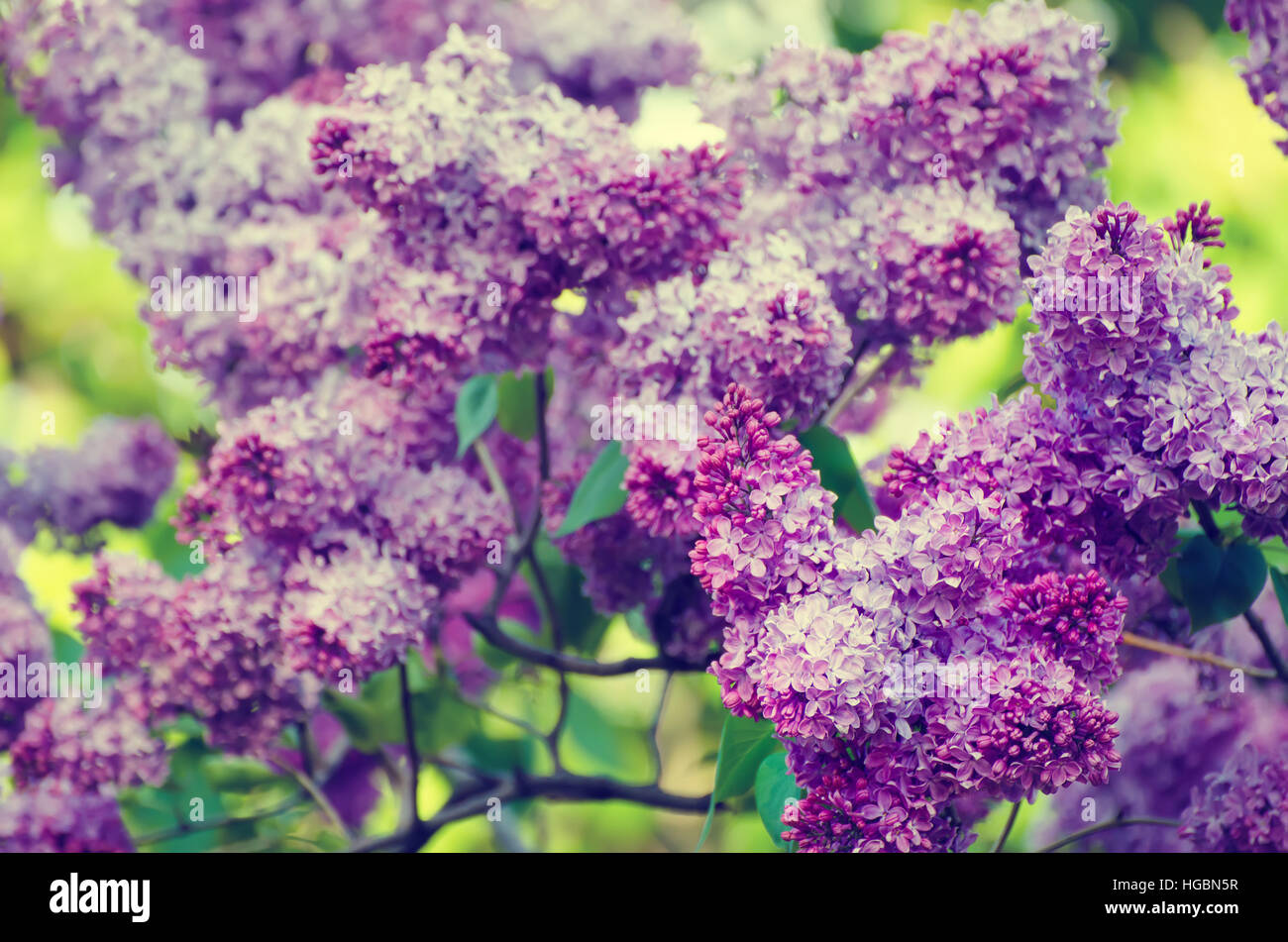 Spring lilac flowers Stock Photo - Alamy