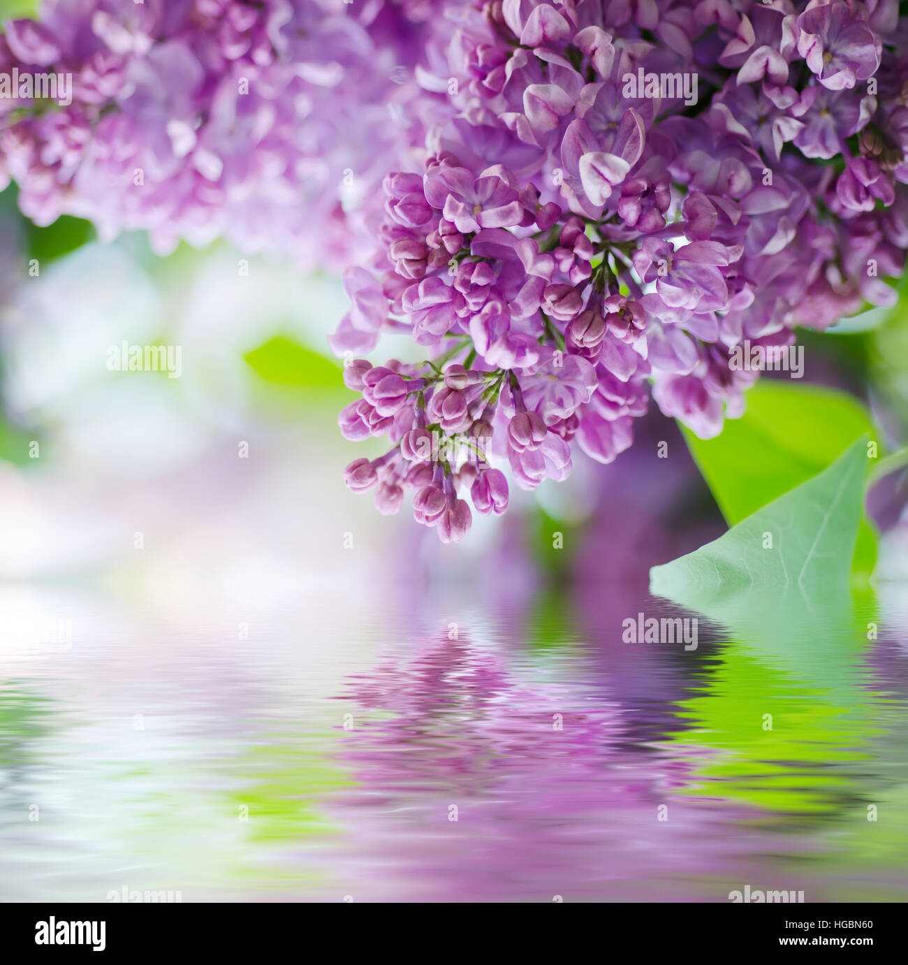 Branch of lilac flowers Stock Photo - Alamy